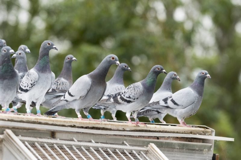 Palomas: El Ave Que Puede Vivir Hasta 30 Años | Aves Exóticas