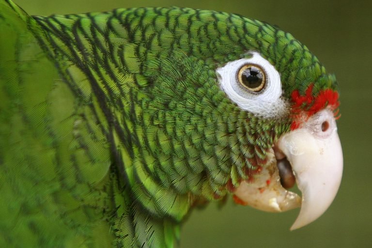 Cotorras: Las aves más chillonas del planeta ¡Descúbrelas!