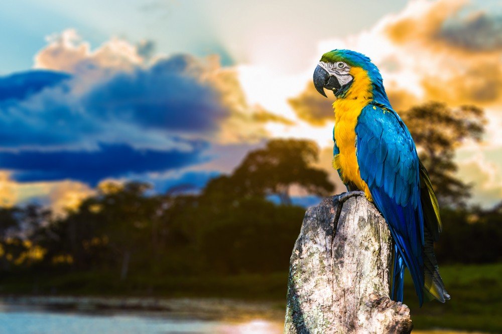 Loros: TODO acerca de la Mejor Ave de Compañía | Aves Exóticas