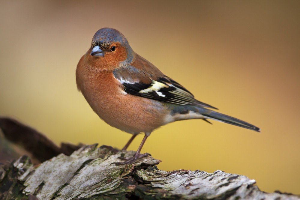 Pinzones o Pinzones de Darwin: ¿Sabes por qué les llaman así?