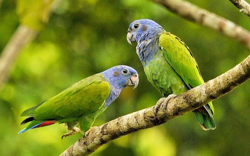 Loro cabeza azul | Aves Exóticas
