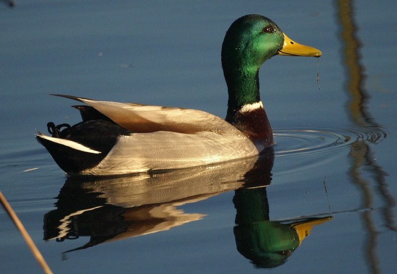 Anade real | Aves Exóticas