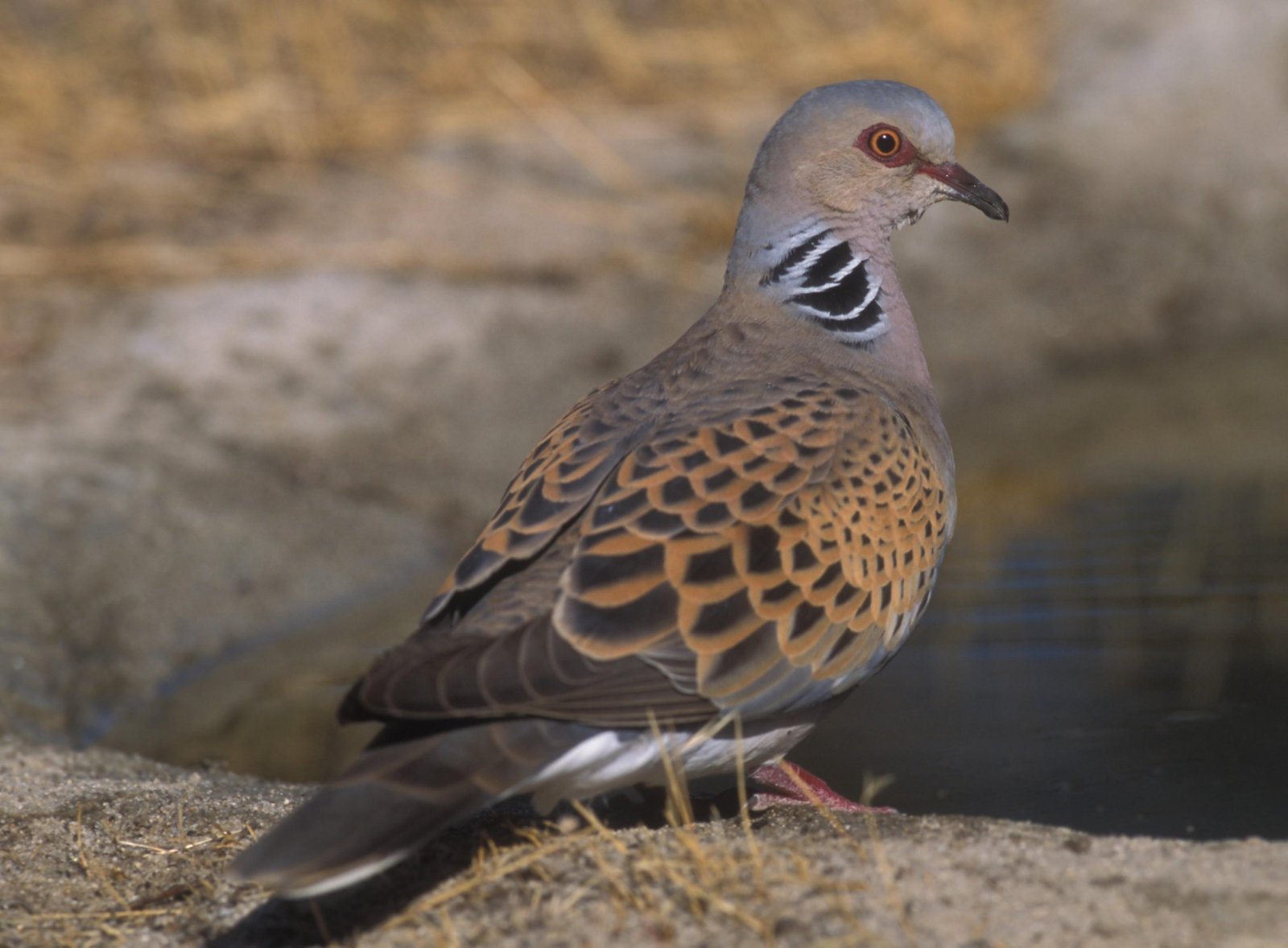 Tórtola europea | Aves Exóticas