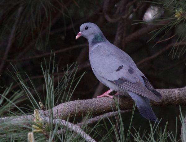Paloma zurita | Aves Exóticas