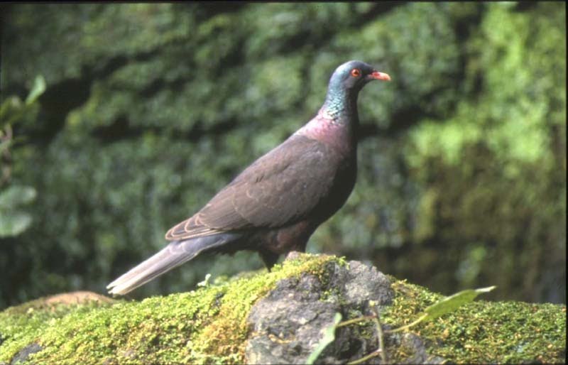 Paloma rabiche | Aves Exóticas