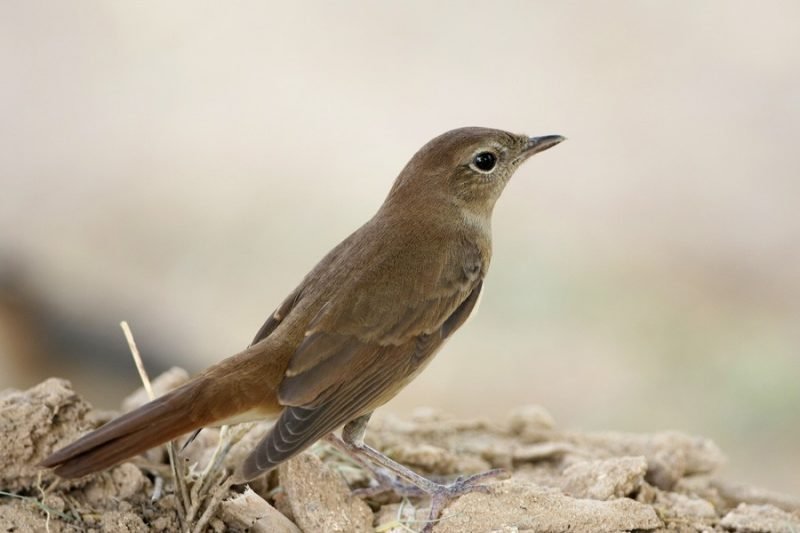 Ruiseñor ruso | Aves Exóticas