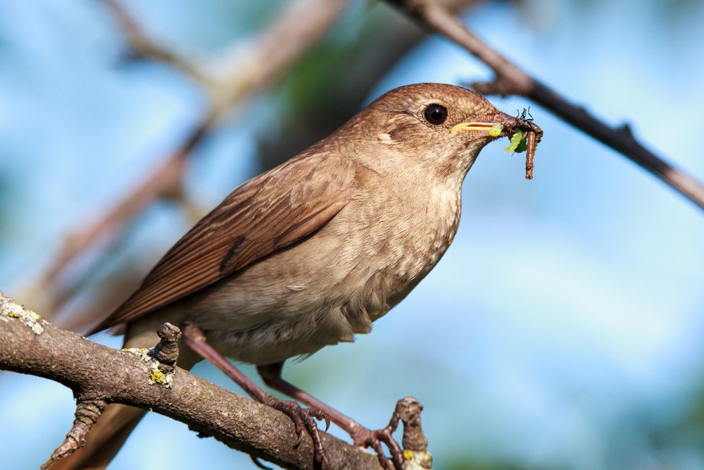 Ruiseñor | Aves Exóticas