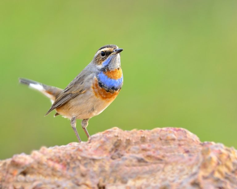 Ruiseñor | Aves Exóticas