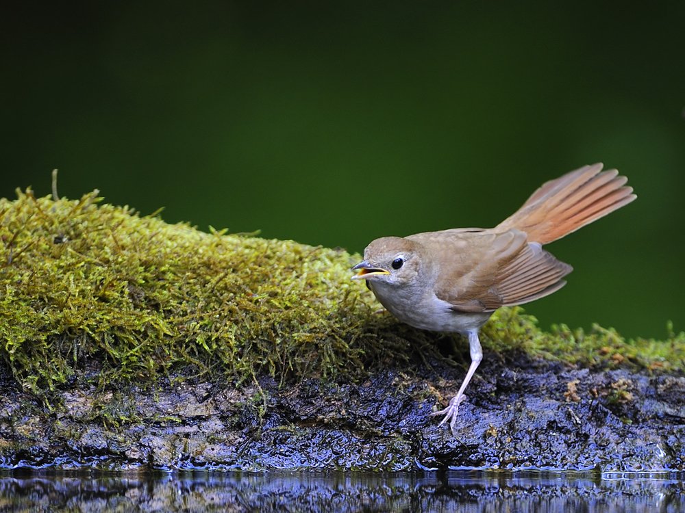 Ruiseñor | Aves Exóticas