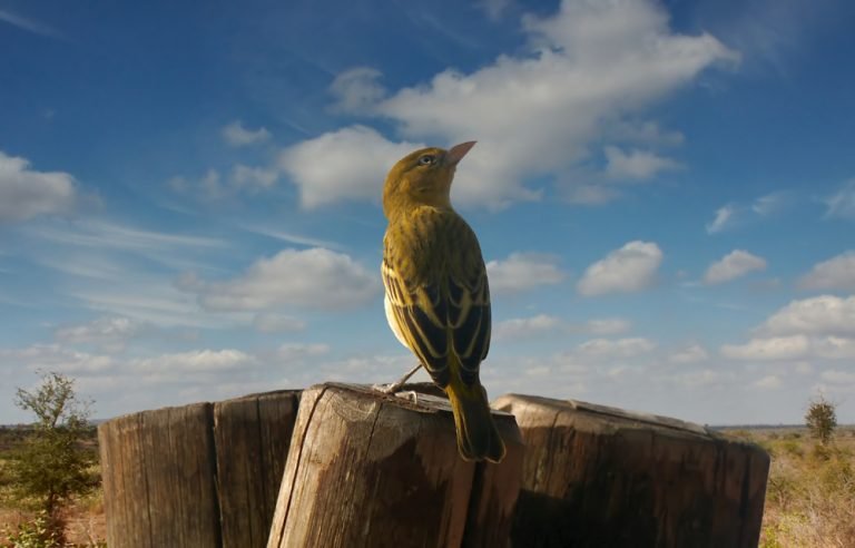 Ruiseñor | Aves Exóticas