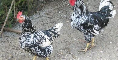 Gallinas: Descúbrelo TODO sobre estas aves | Aves Exóticas
