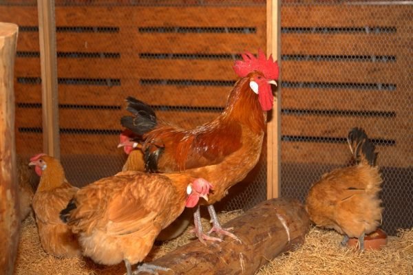 Gallo doméstico | Aves Exóticas