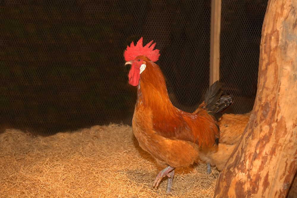 Gallo doméstico | Aves Exóticas