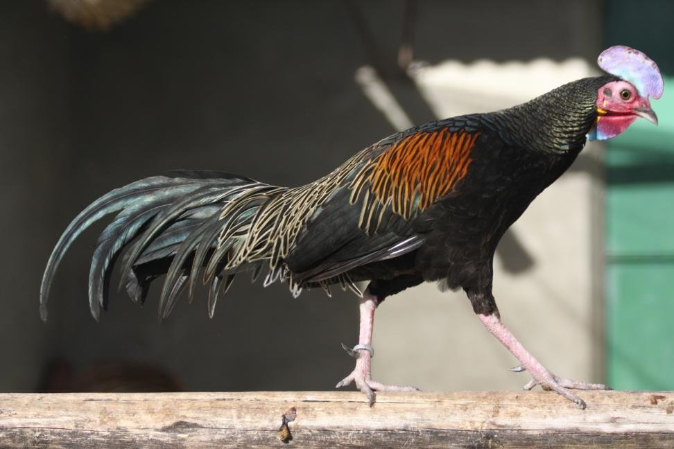 Gallo de Java | Aves Exóticas