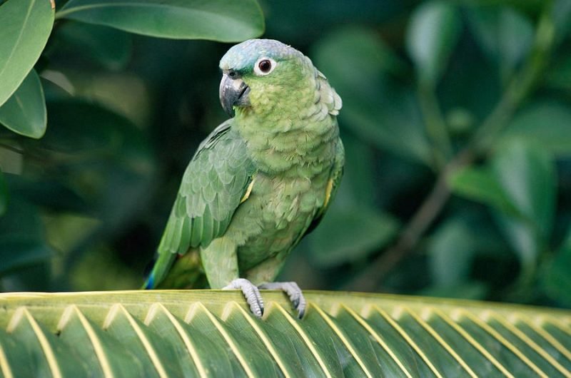 Amazona farinosa | Aves Exóticas