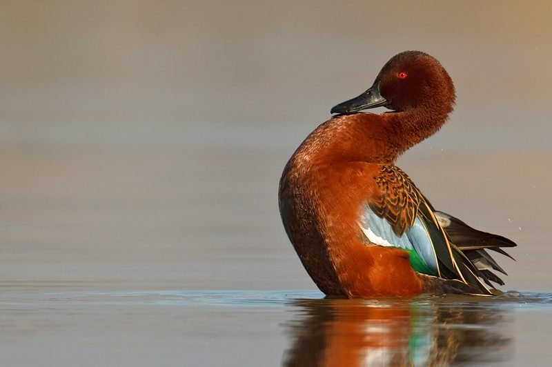 Cerceta colorada | Aves Exóticas