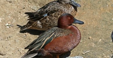 Patos | Aves Exóticas