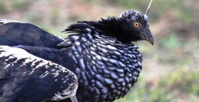 Las 1000 AVES EXÓTICAS más bellas del mundo - ¡Fotos y curiosidades!