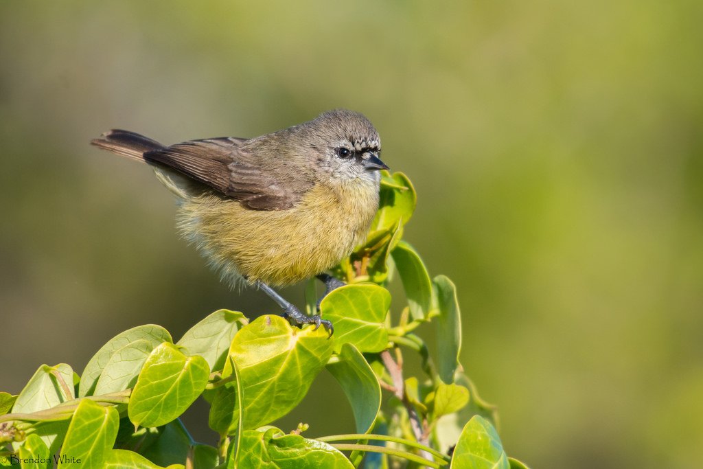 Moscón de El Cabo | Aves Exóticas