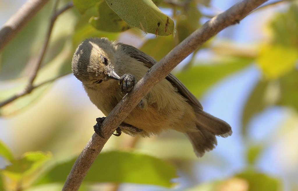 Moscón africano | Aves Exóticas