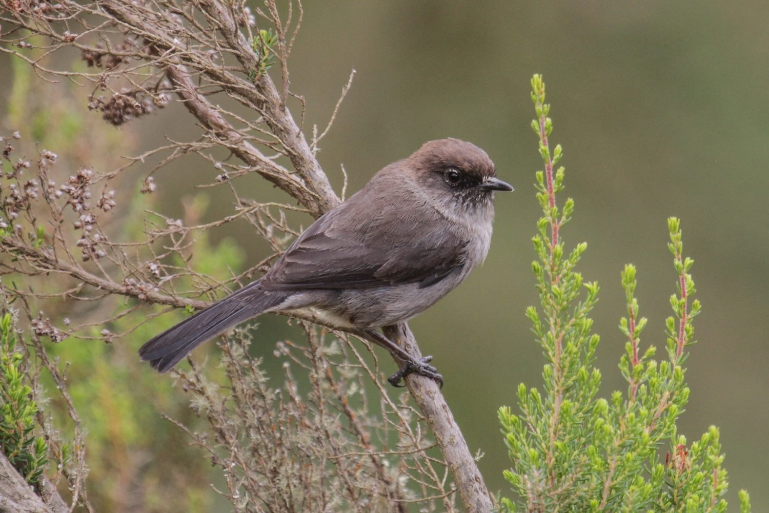 Curruca parda | Aves Exóticas